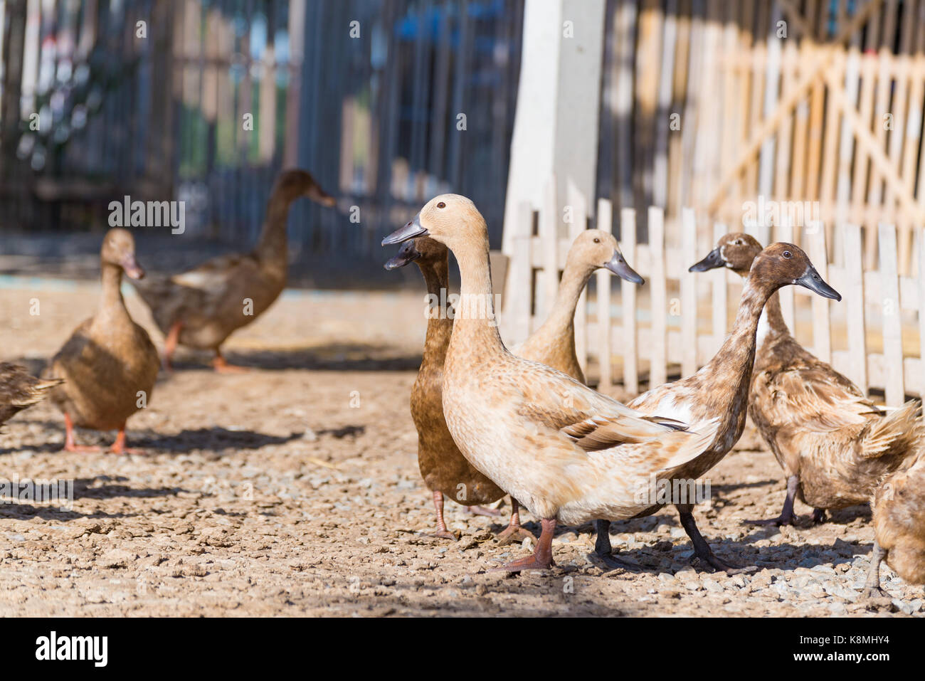 Ducks in farm, traditional farming in Thailand, animal farm Stock Photo ...