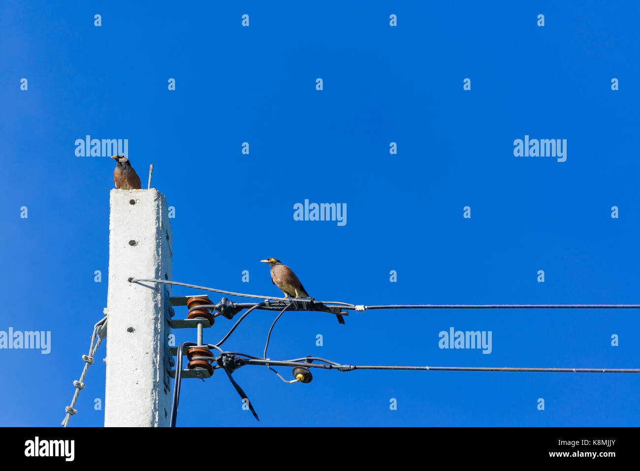 Bird perched on electric cable wires with blue sky background Stock ...