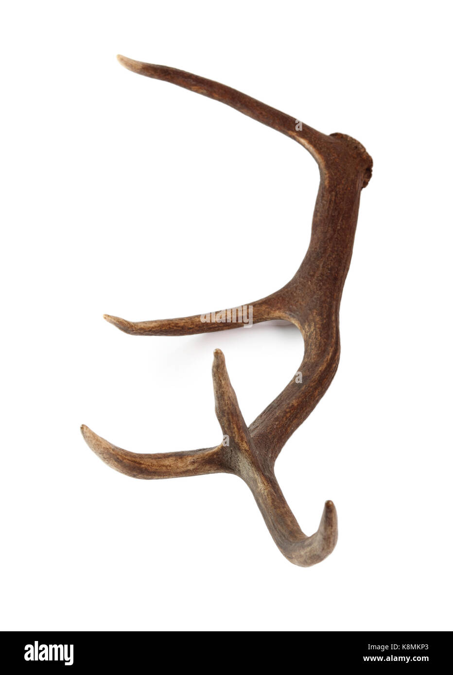 Red deer antler. Isolated on a white background Stock Photo - Alamy