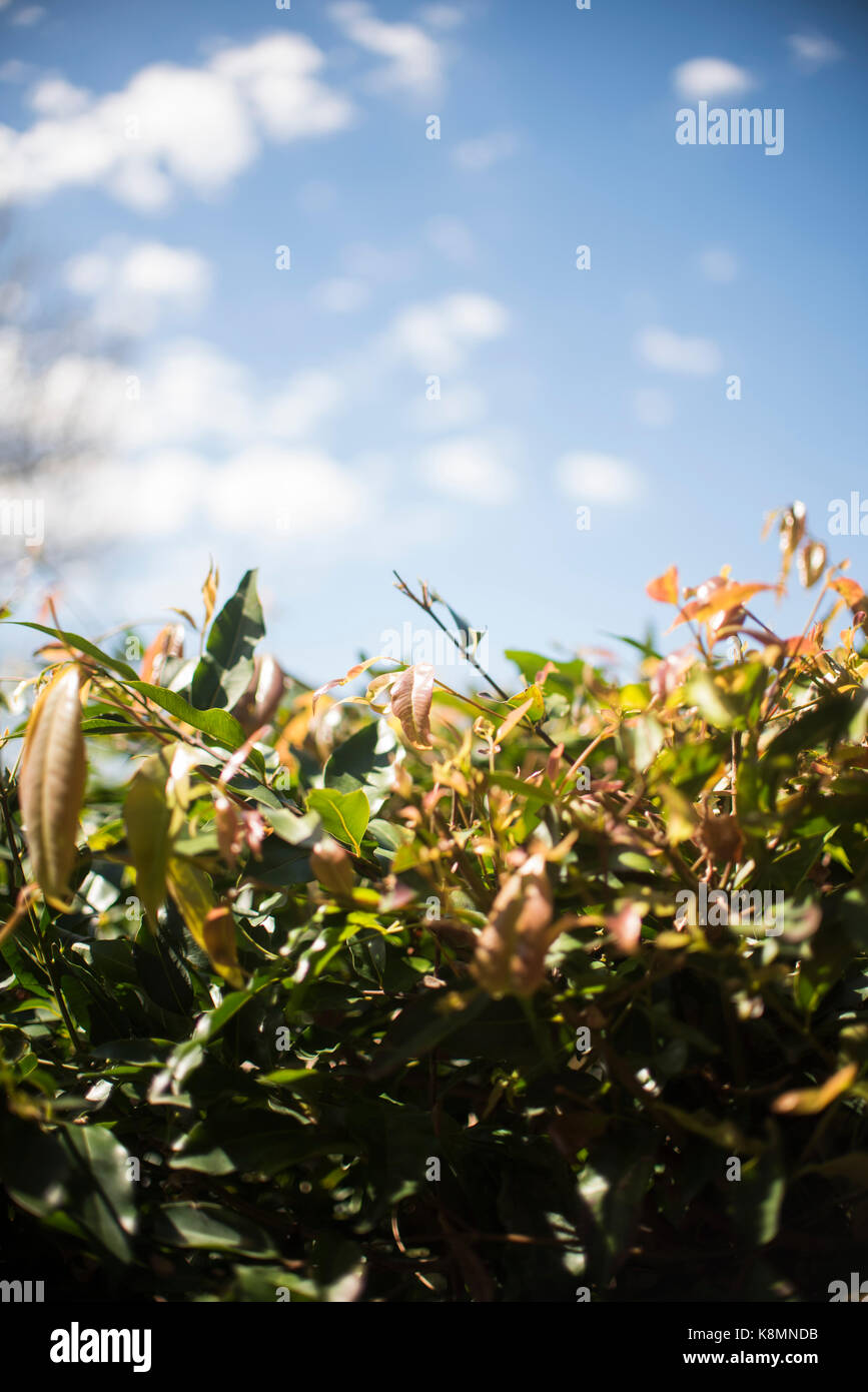 Top of Tree Stock Photo - Alamy