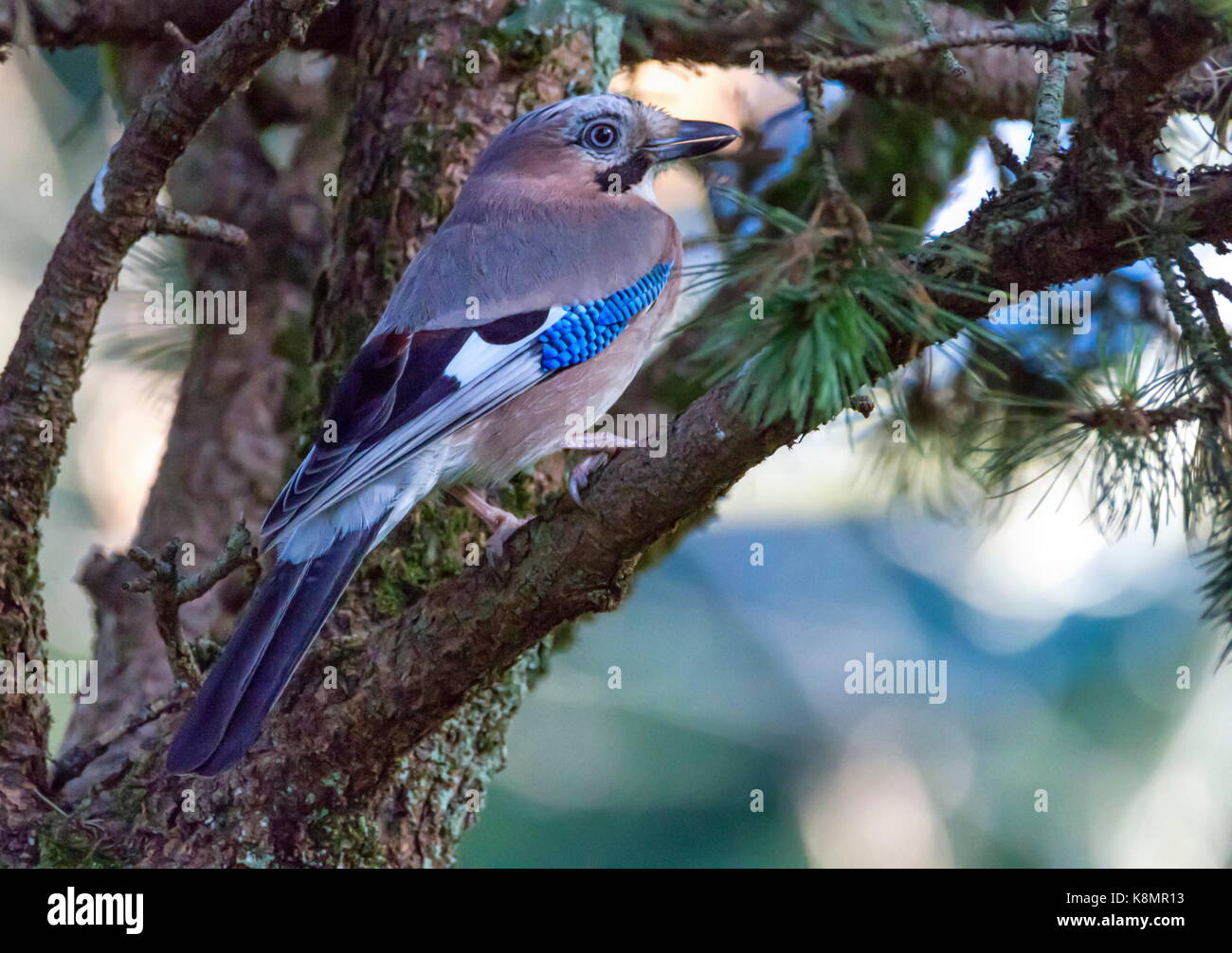 Eurasian jay, garrulus glandarius, in a tree Stock Photo - Alamy