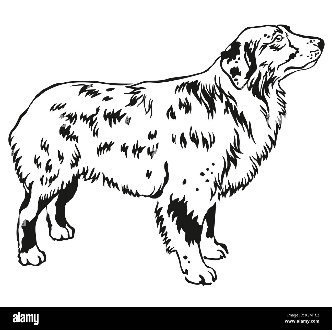 Decorative contour portrait of standing in profile Australian shepherd ...