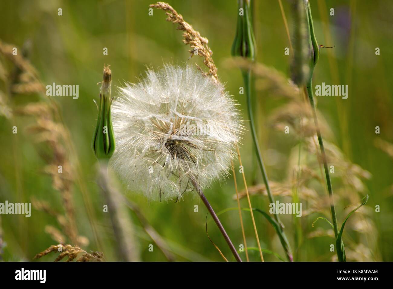 dandelion in seed Stock Photo - Alamy
