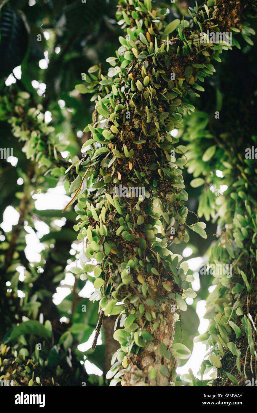 Parasitic Plants That Grow On Trees