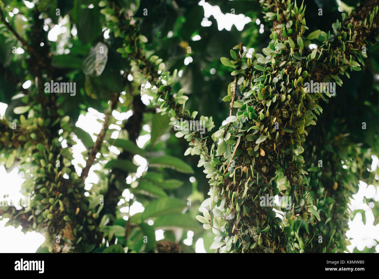 parasite plant on a tree.tree full of parasite plant Stock Photo - Alamy