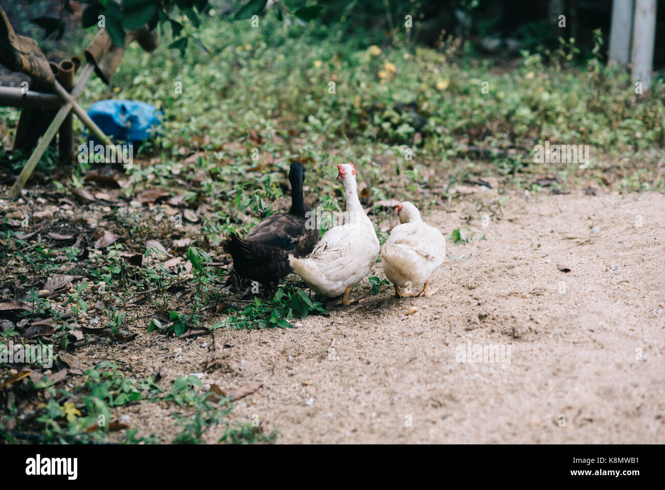 a group of duck walking.family concept.love concept.teamwork concept ...