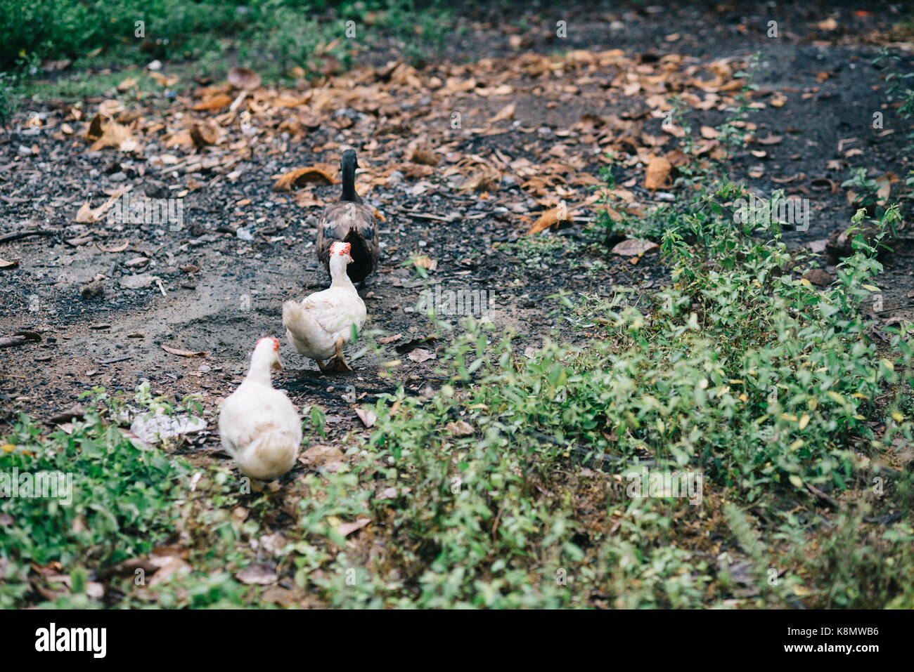 a group of duck walking.family concept.love concept.teamwork concept ...