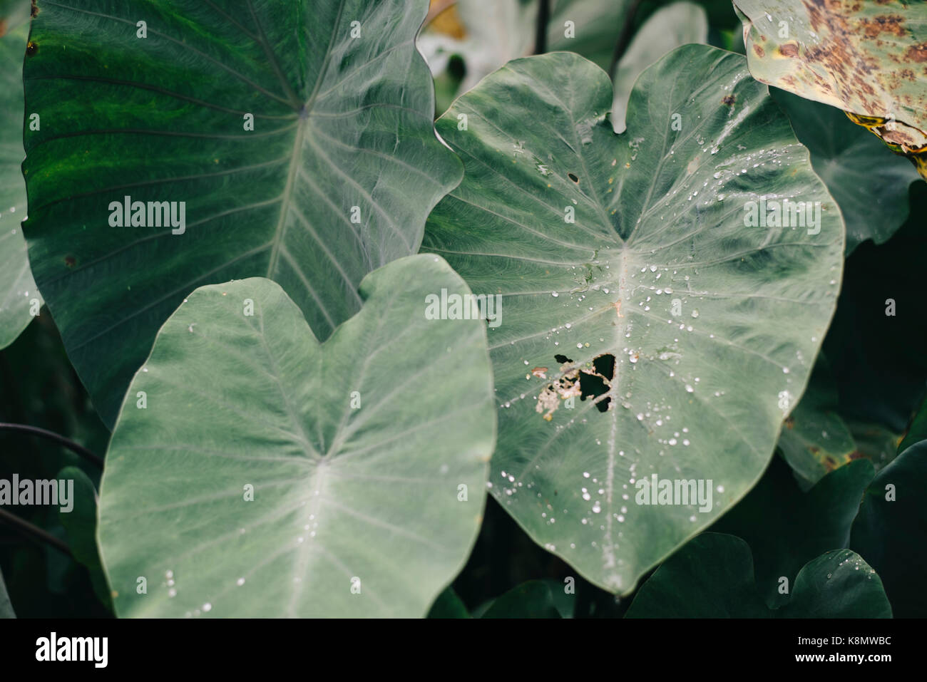dew on top of yam leaf.water droplets on a leaf.raindrops on a yam leaf ...