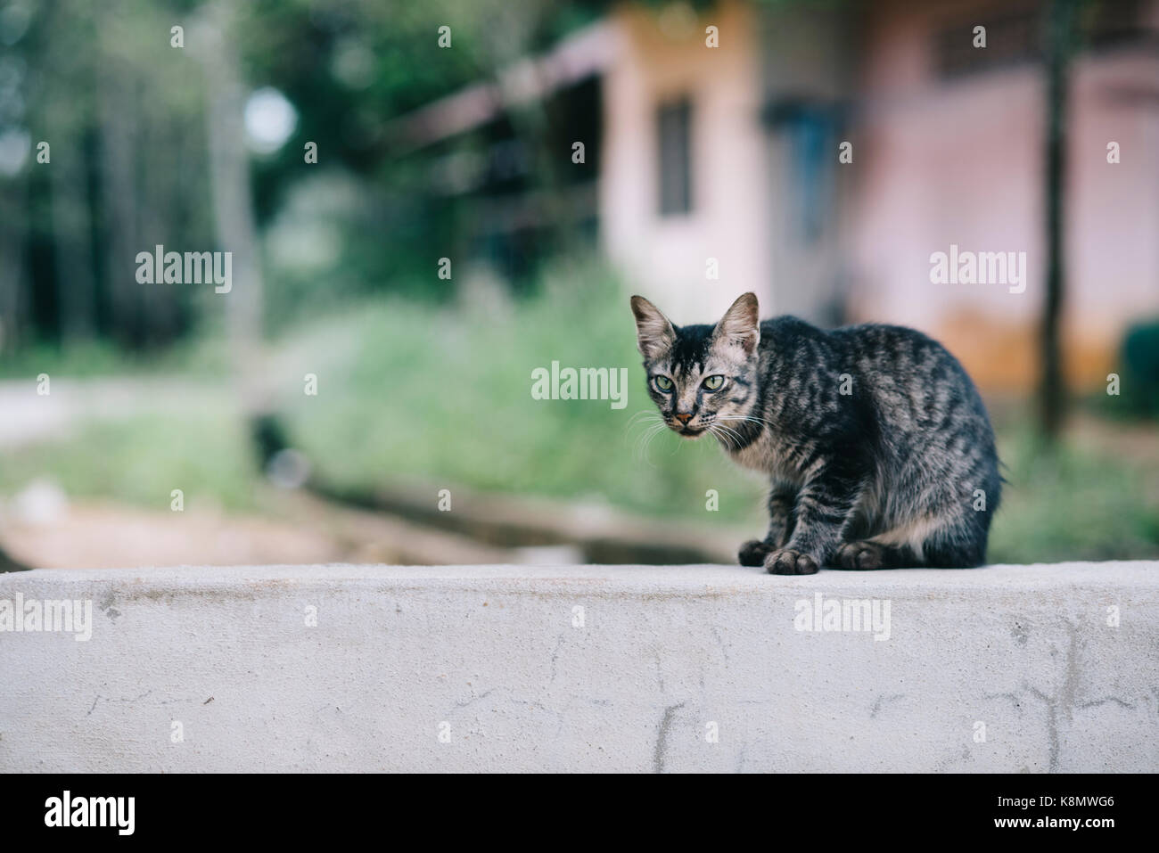 photo of a malaysia domestic house cat.cat looking at camera.cat ...