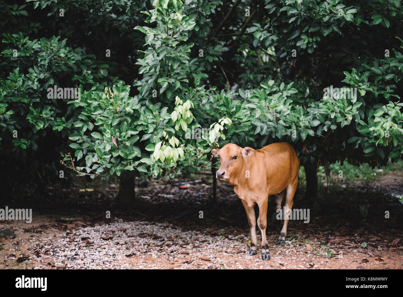 livestock.cow or calf is eating leaves in the farm.agricultural and ...