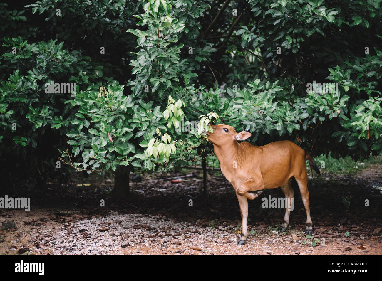 livestock.cow or calf is eating leaves in the farm.agricultural and ...