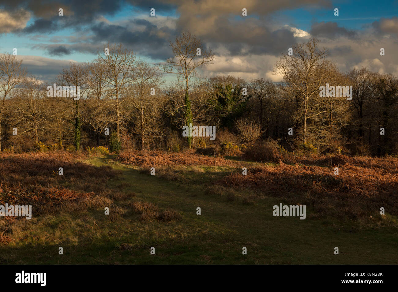 Hembury Castle - Iron Age and medieval hill fort - above the Dart ...