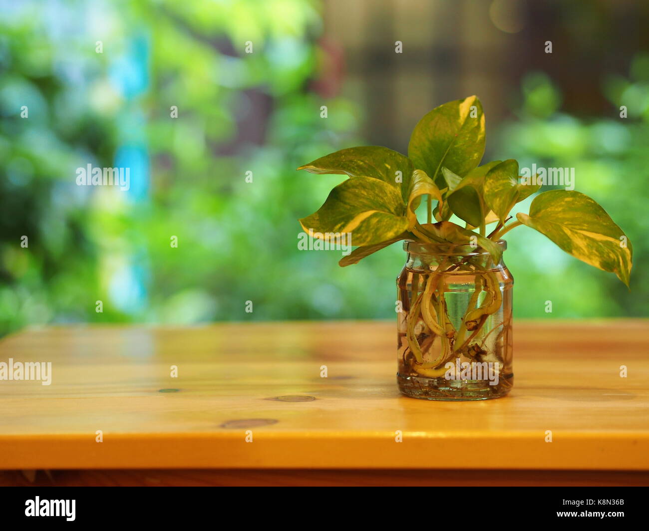 Betel Plant with a glass, cup , vast in minimal style with wooden table ...