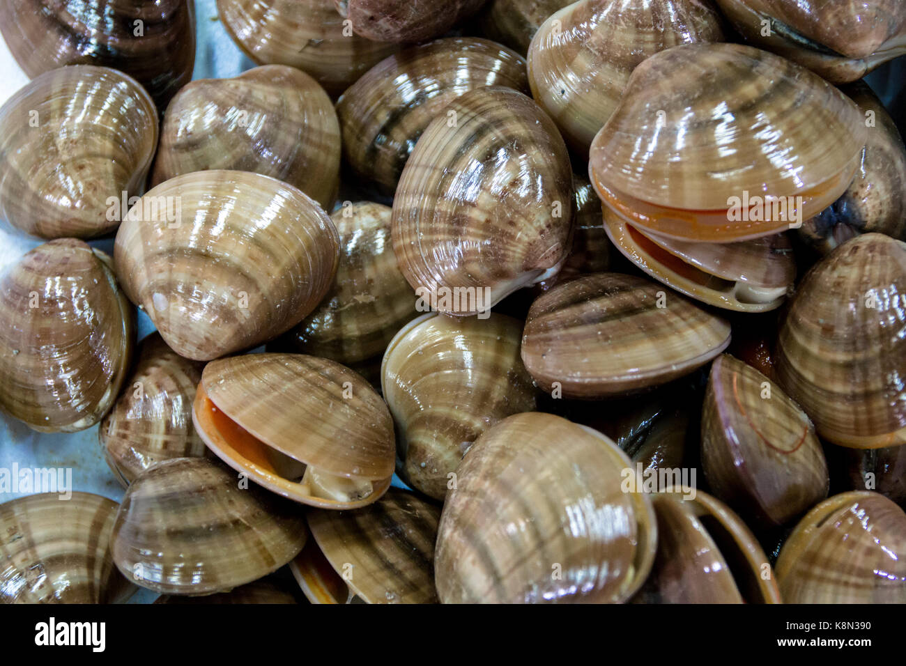Carpet shell clams hi-res stock photography and images - Alamy