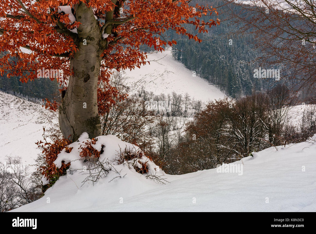 tree with weathered brown foliage in winter. beautiful nature winter ...