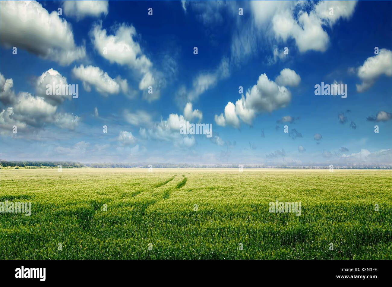 spring field and blue sky Stock Photo - Alamy