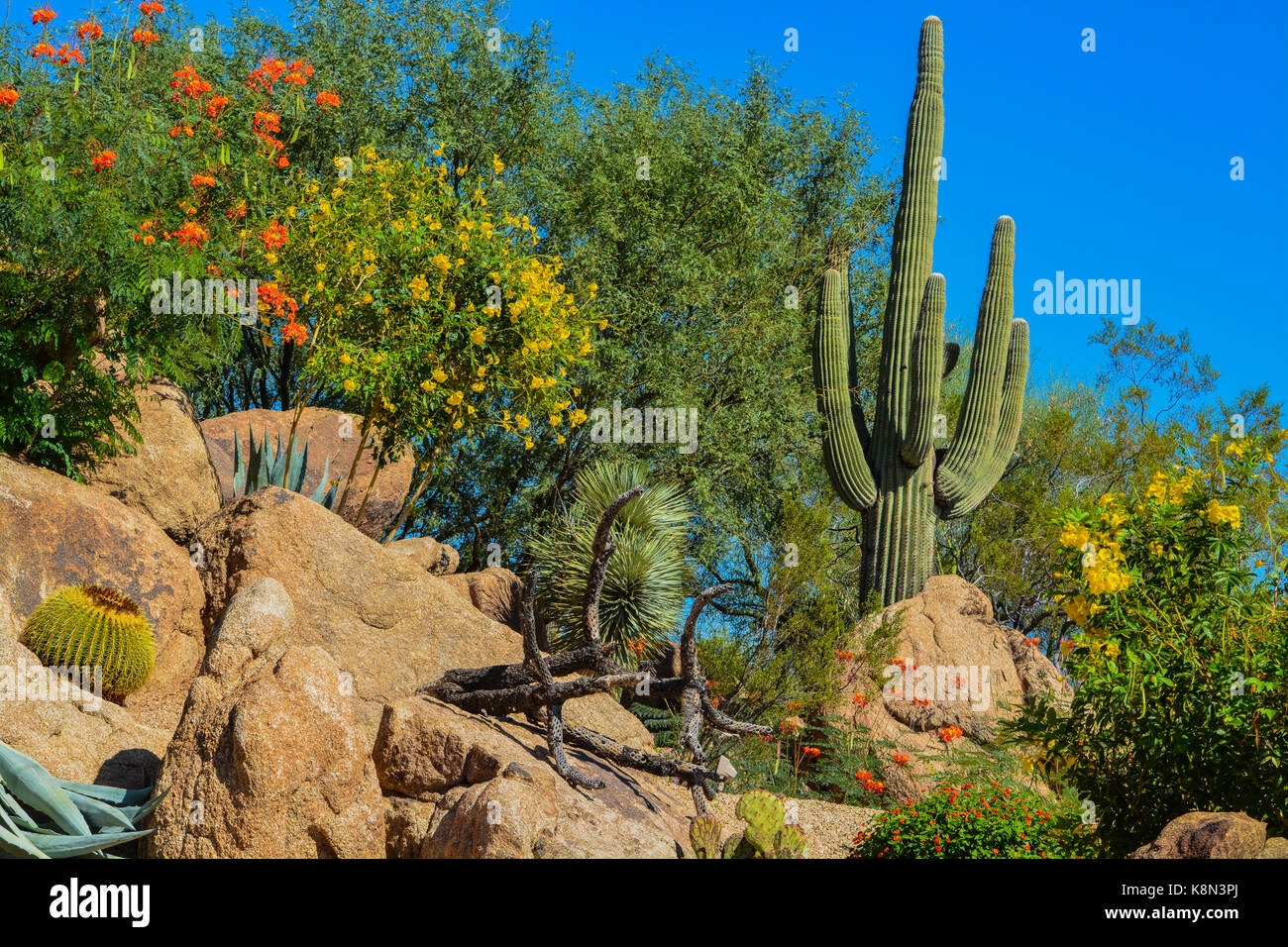 Desert cactus landscape in Arizona Stock Photo - Alamy