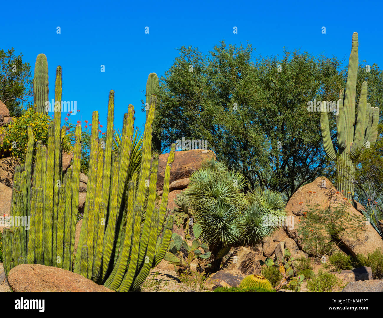 Desert cactus landscape in Arizona Stock Photo - Alamy