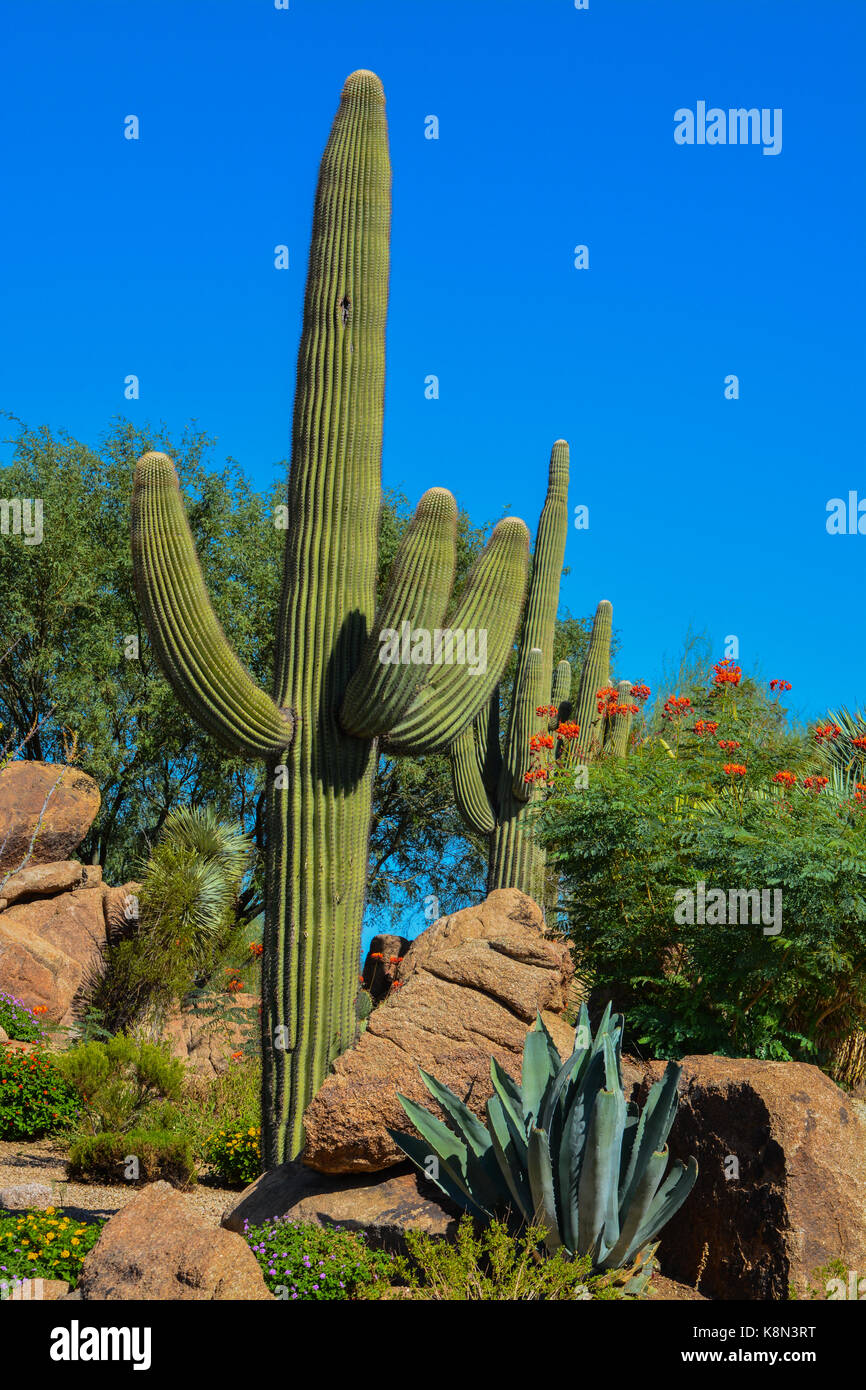 Desert cactus landscape in Arizona Stock Photo - Alamy