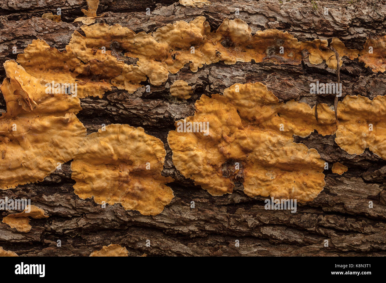 Hairy curtain crust, Stereum hirsutum, - a fungus on the bark of oak ...