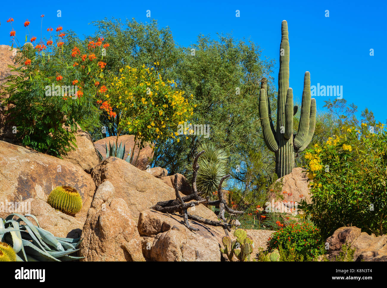 Desert cactus landscape in Arizona Stock Photo - Alamy