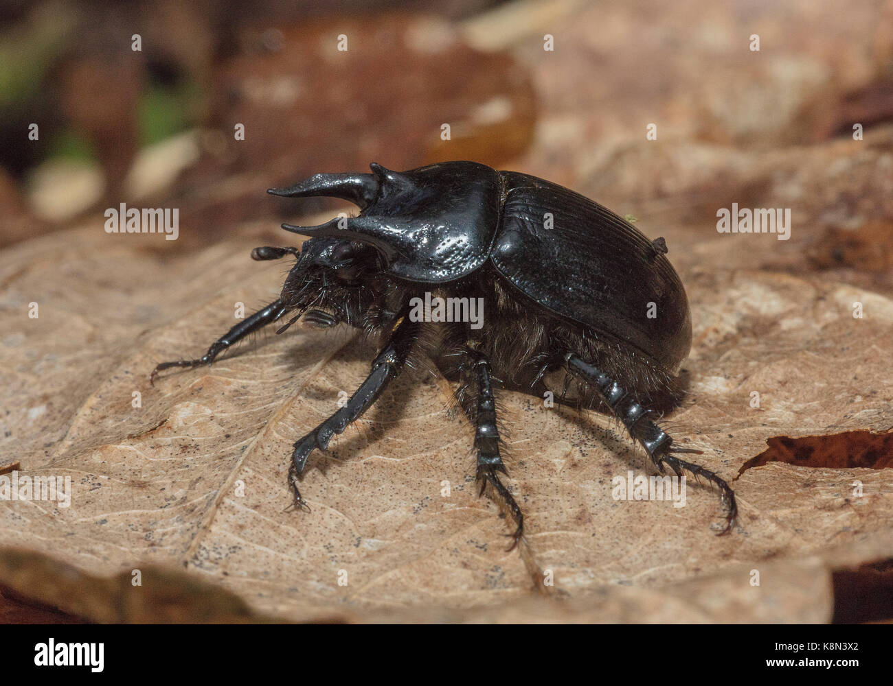 Horned dung beetle hi-res stock photography and images - Alamy