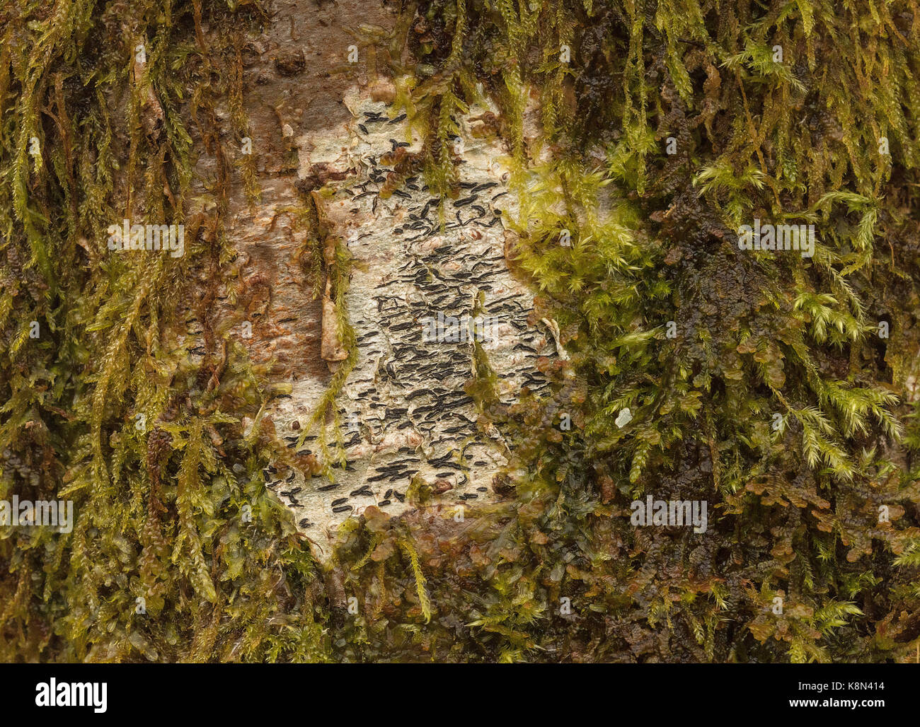 Script lichen, Graphis scripta, a crustose lichen on old birch, Devon ...