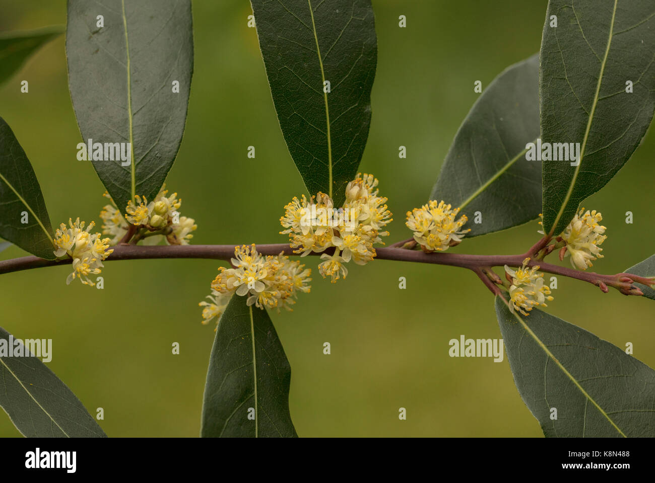 Laurus nobilis plant hi-res stock photography and images - Alamy