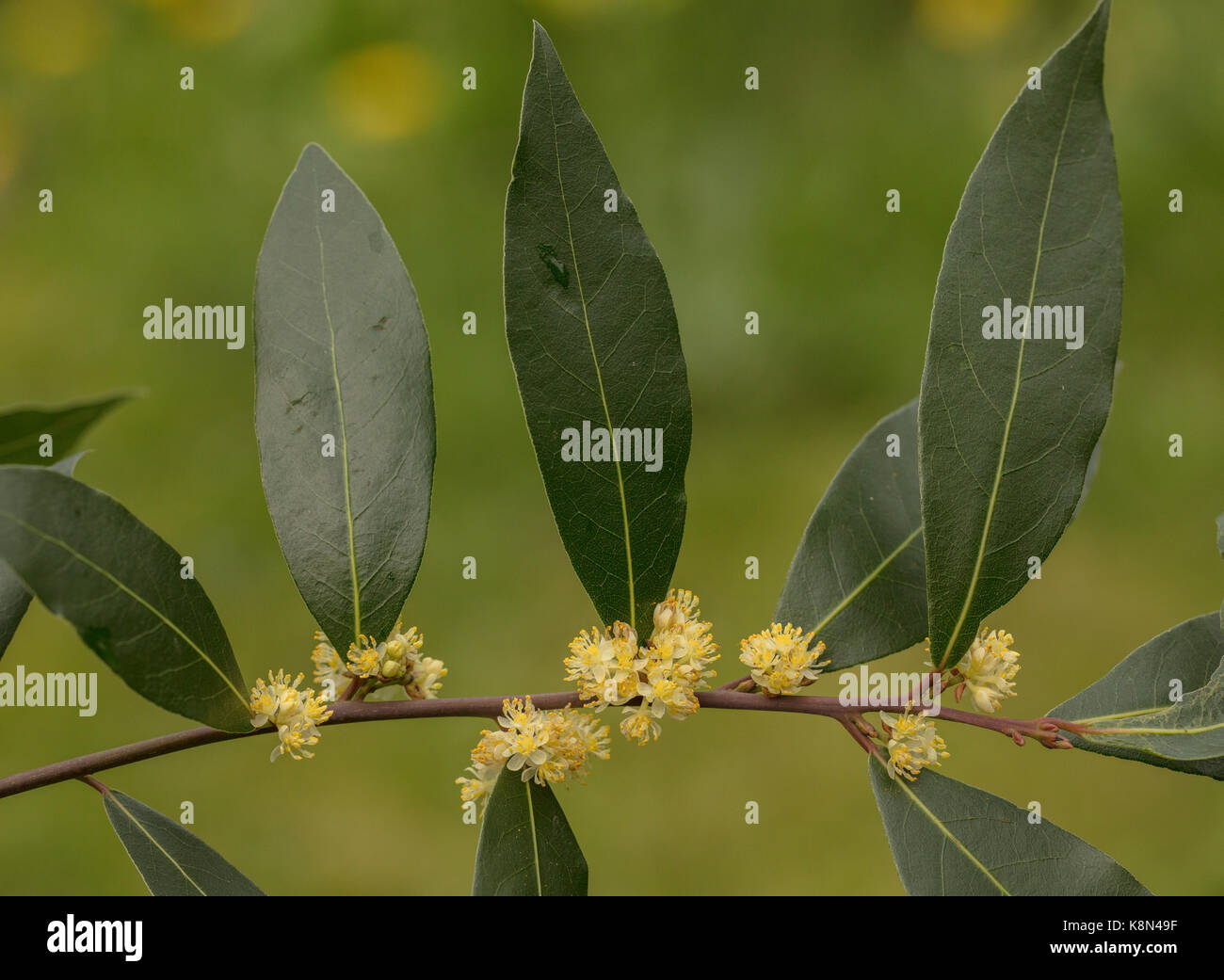 Sweet bay, Laurus nobilis, in flower in spring. Common culinary spice ...