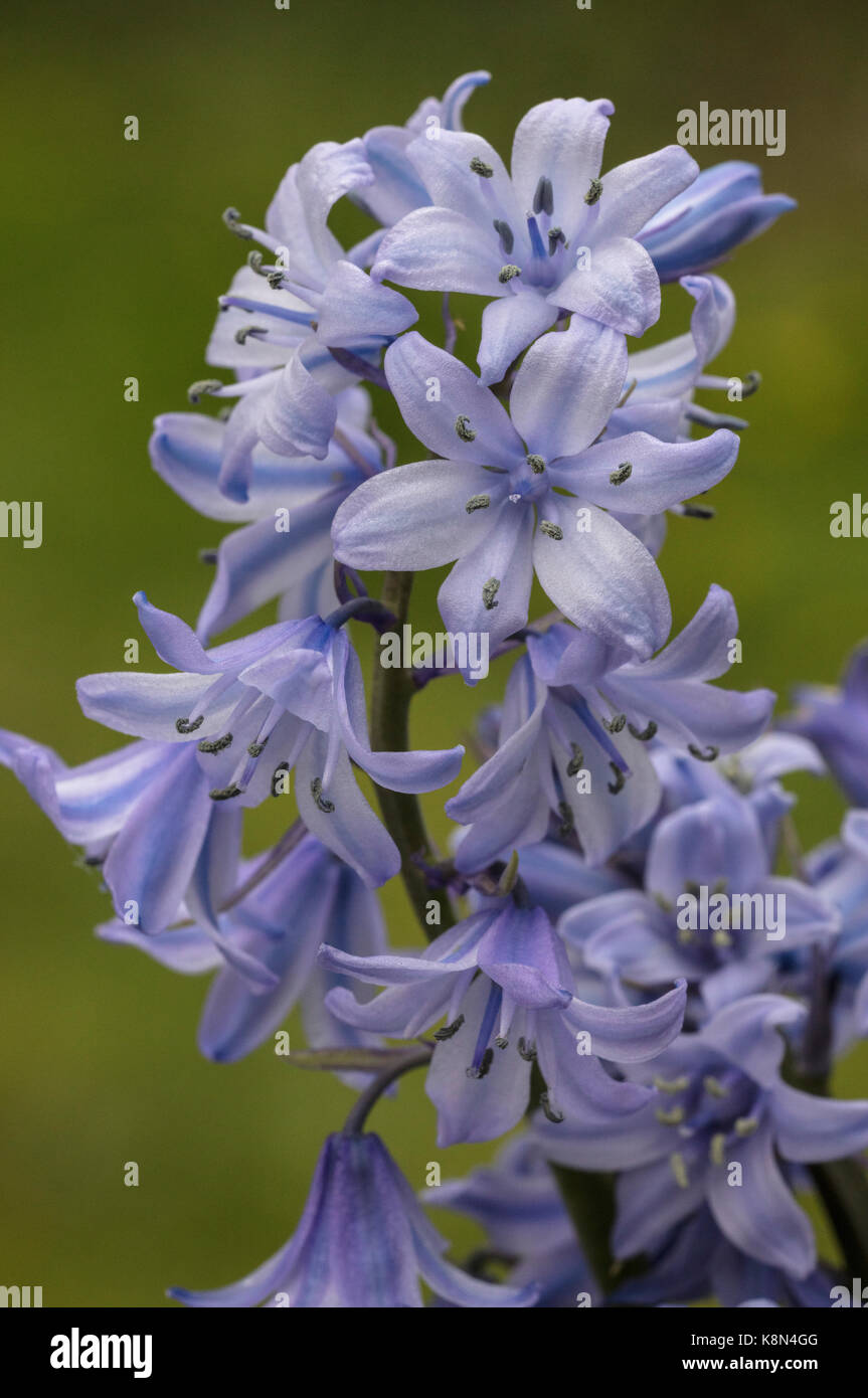 Spanish bluebell, Hyacinthoides hispanica, in flower in spring; garden ...