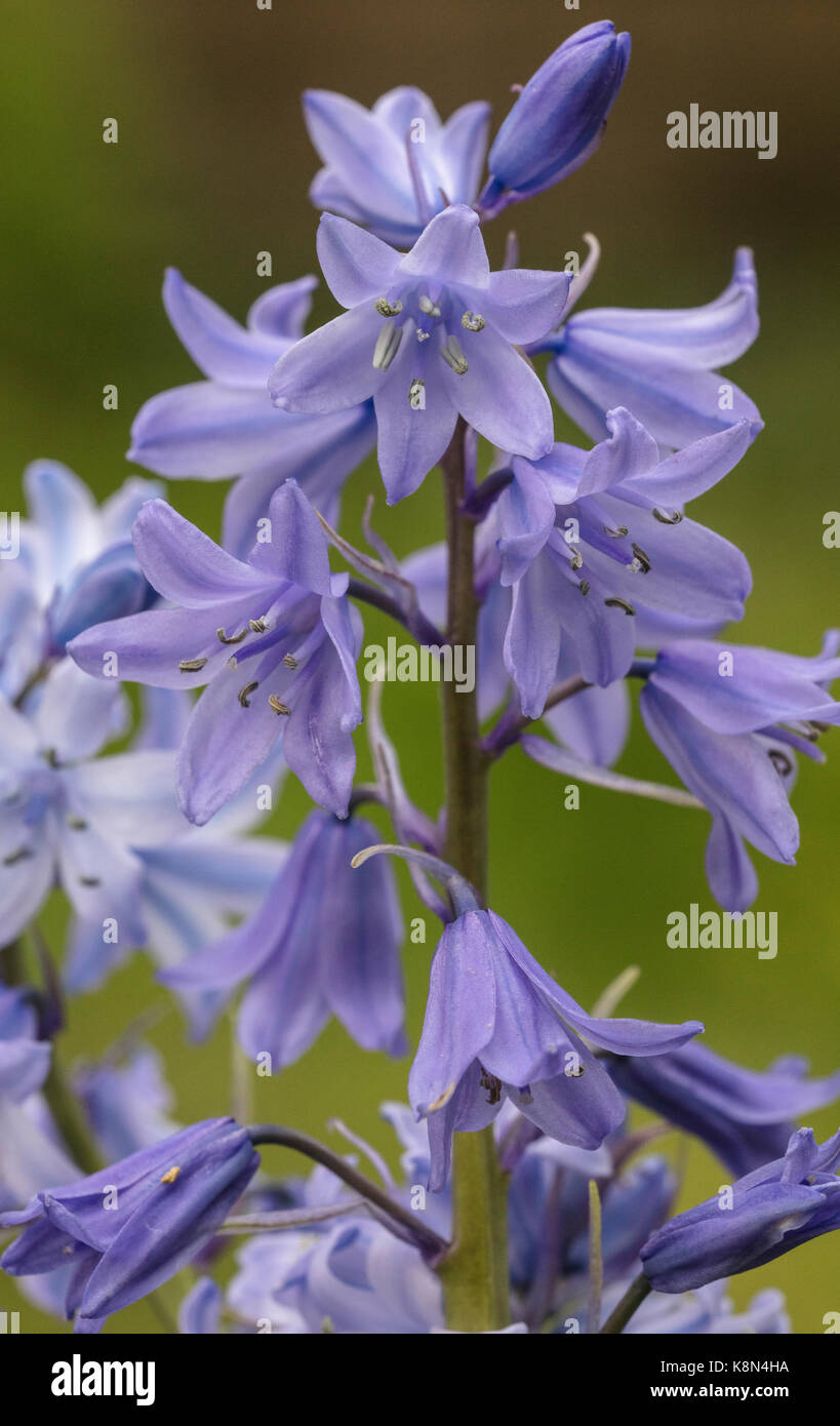 Spanish bluebell, Hyacinthoides hispanica, in flower in spring; garden ...