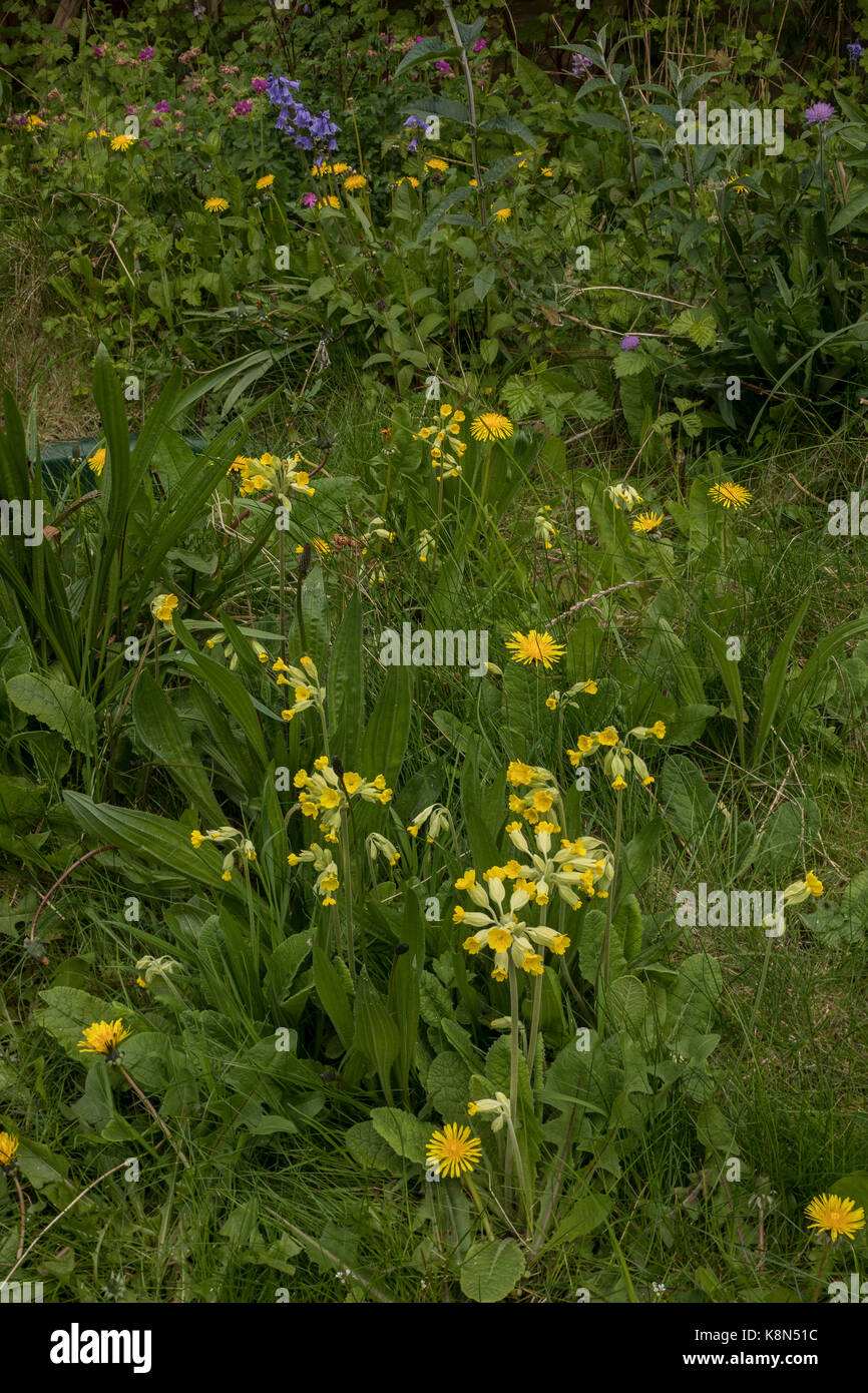 Cowslips, dandelions, Spanish bluebells in wildlife garden in spring ...