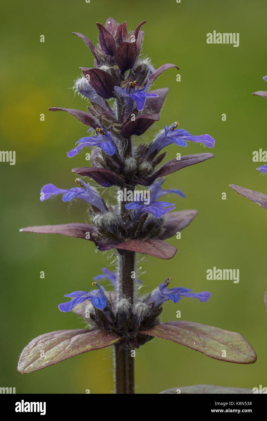 Common bugle, Ajuga reptans, in flower in spring, in pasture; Dorset ...