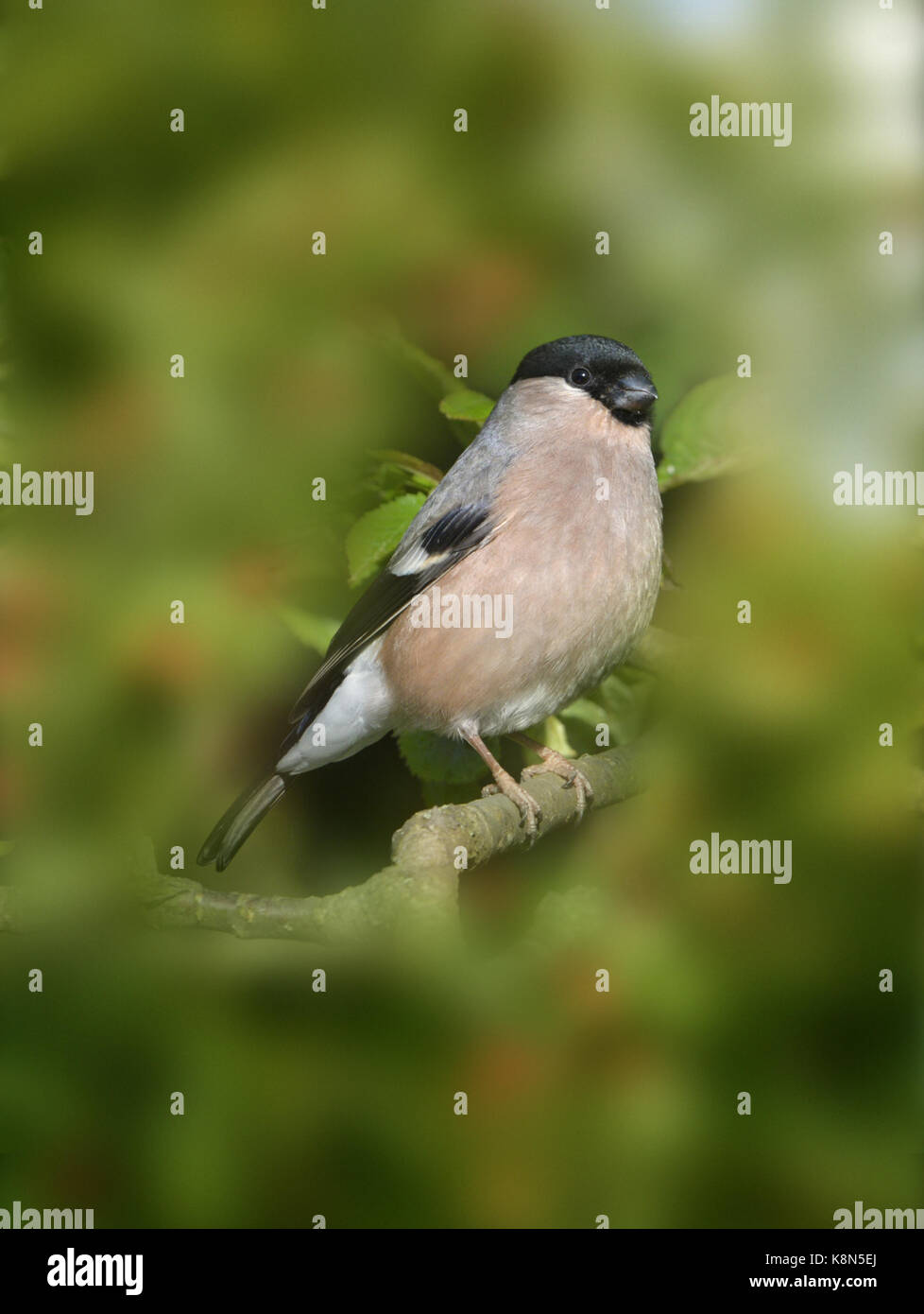 Bullfinch - Pyrrhula pyrrhula - Female Stock Photo - Alamy