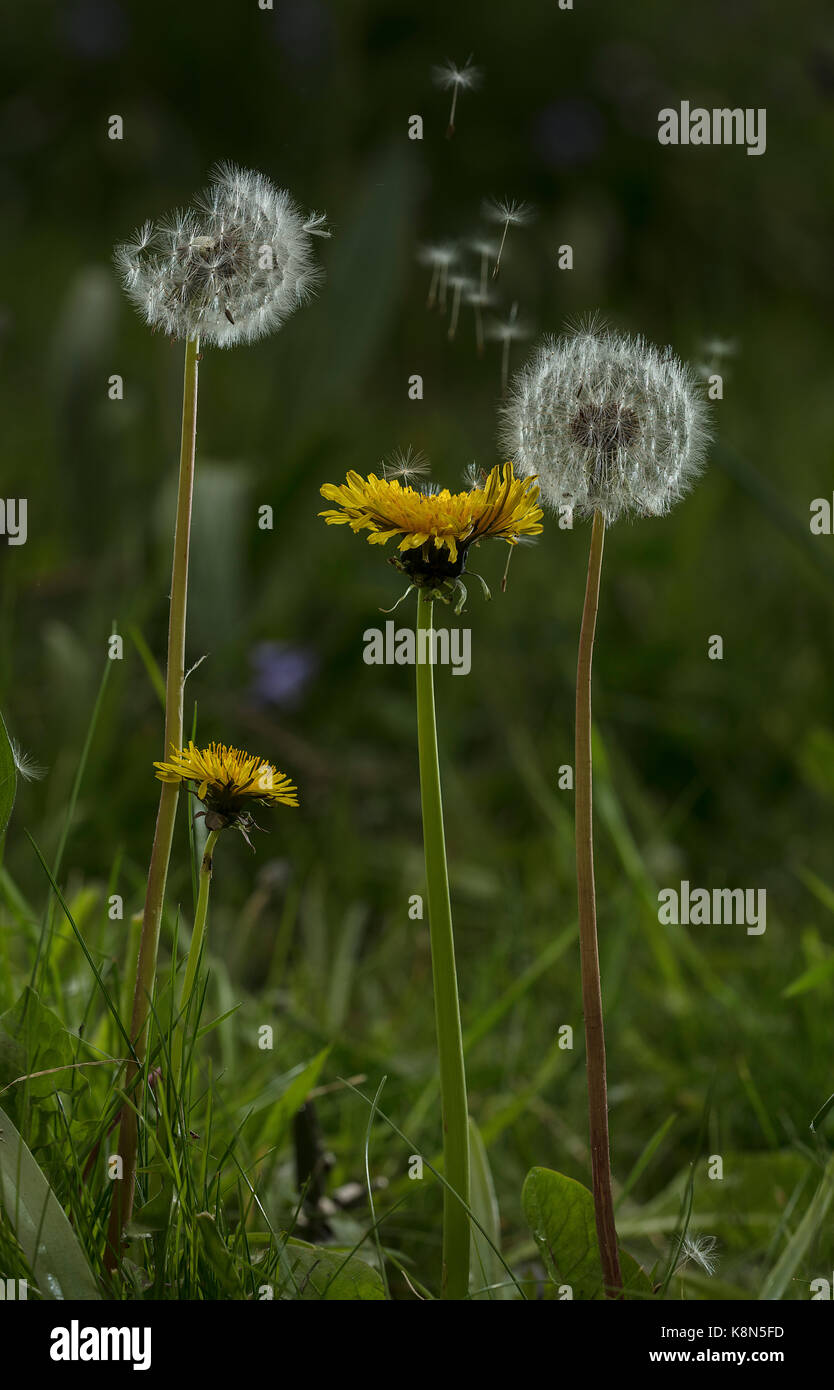 Common dandelion, Taraxacum officinale, with flowers, seed-heads and ...