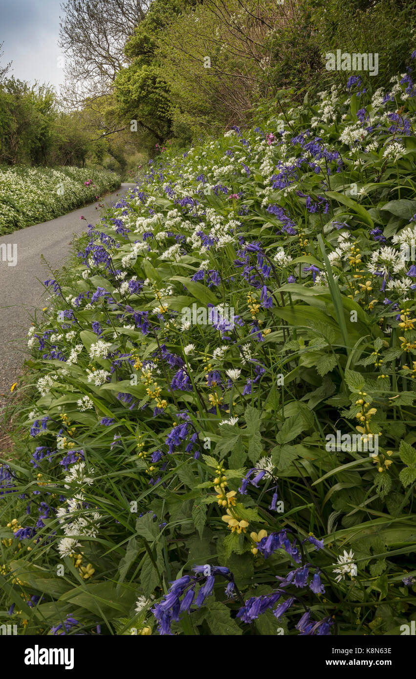 Beautiful flowery roadside verge in spring, with bluebells, wild garlic ...
