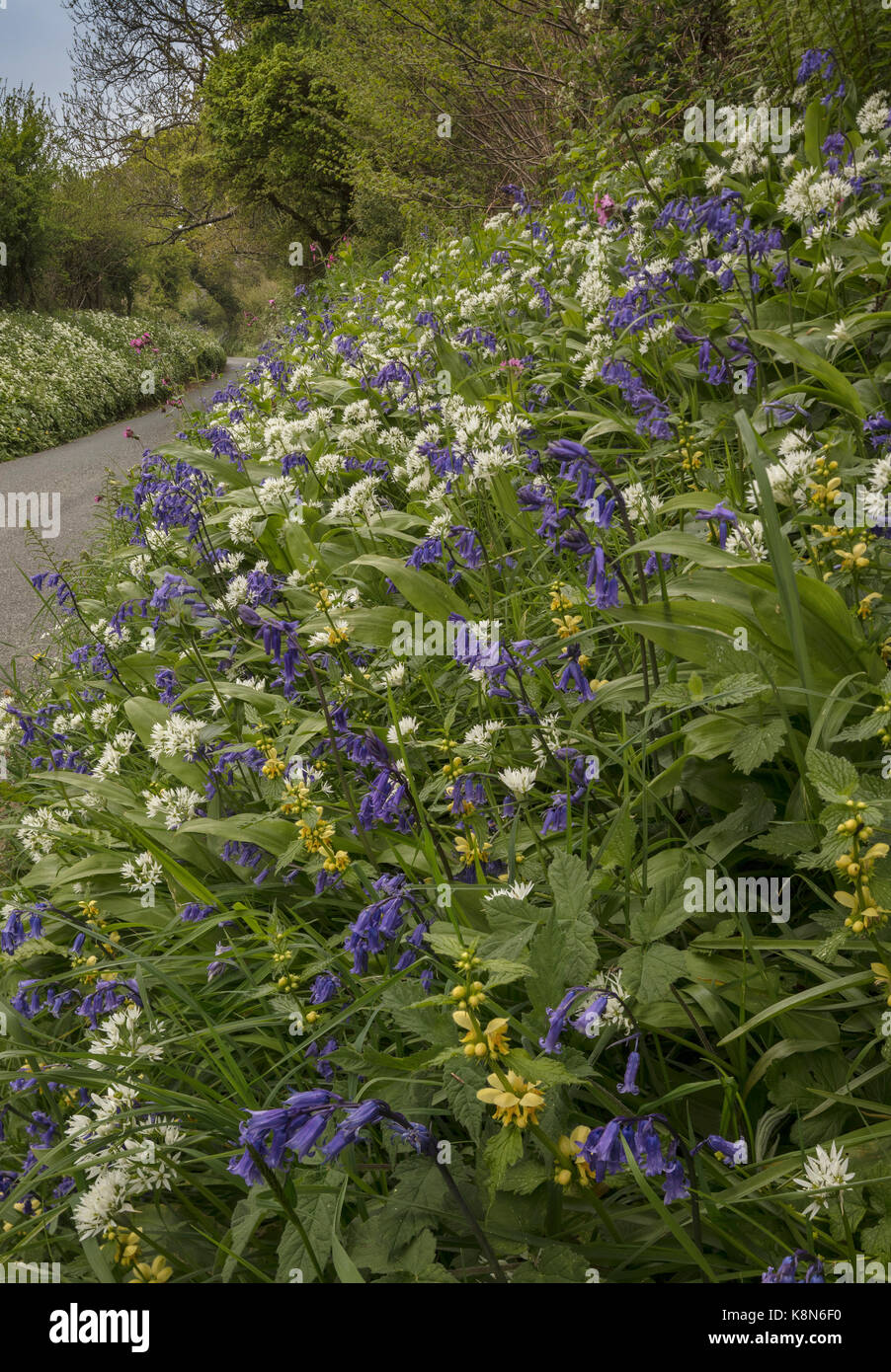 Beautiful flowery roadside verge in spring, with bluebells, wild garlic ...