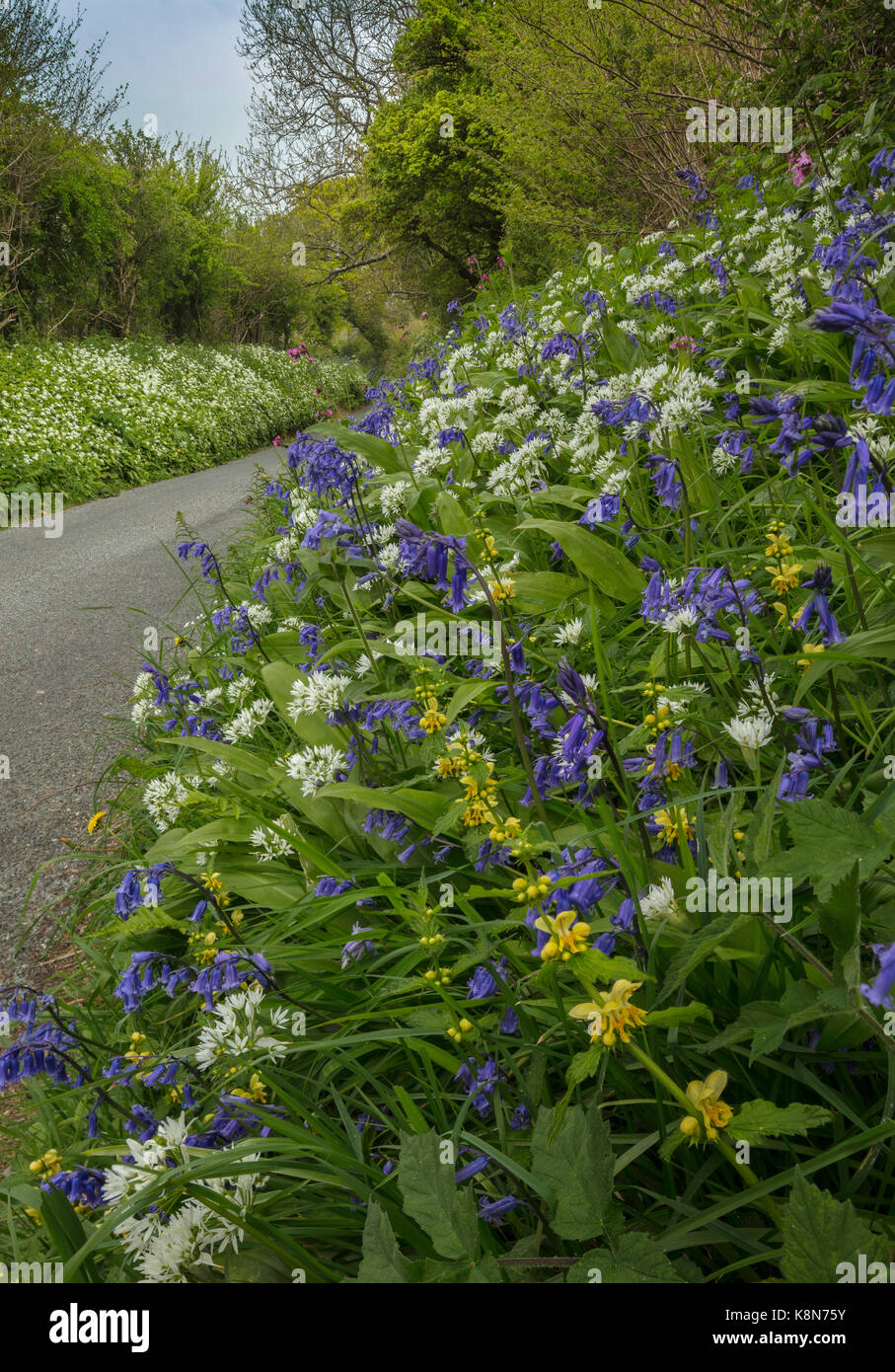 Beautiful flowery roadside verge in spring, with bluebells, wild garlic ...