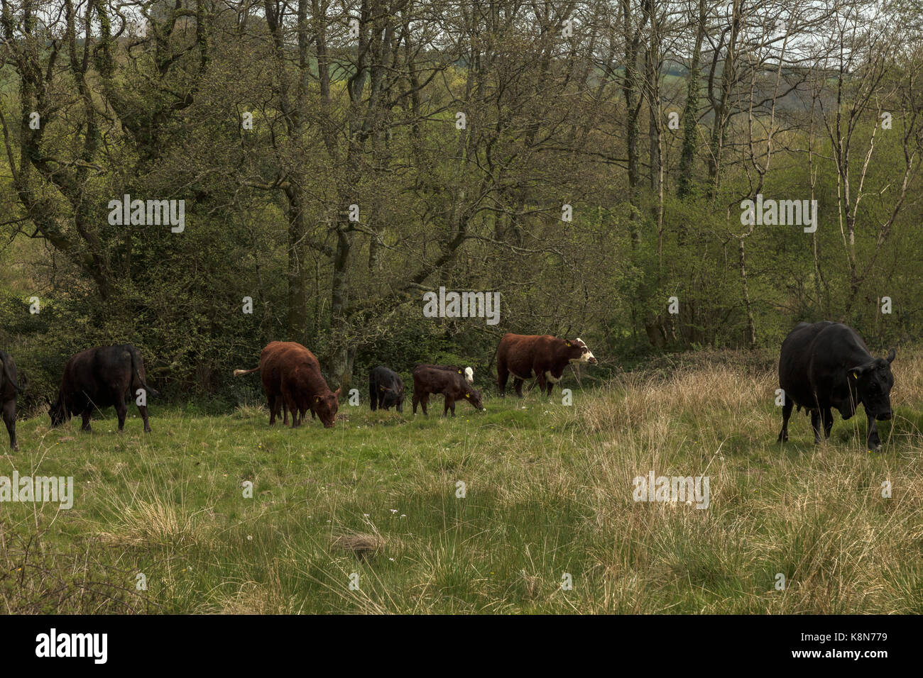 Shetland cow hi-res stock photography and images - Alamy