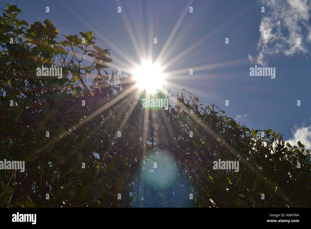 Sunshine through the trees Stock Photo - Alamy