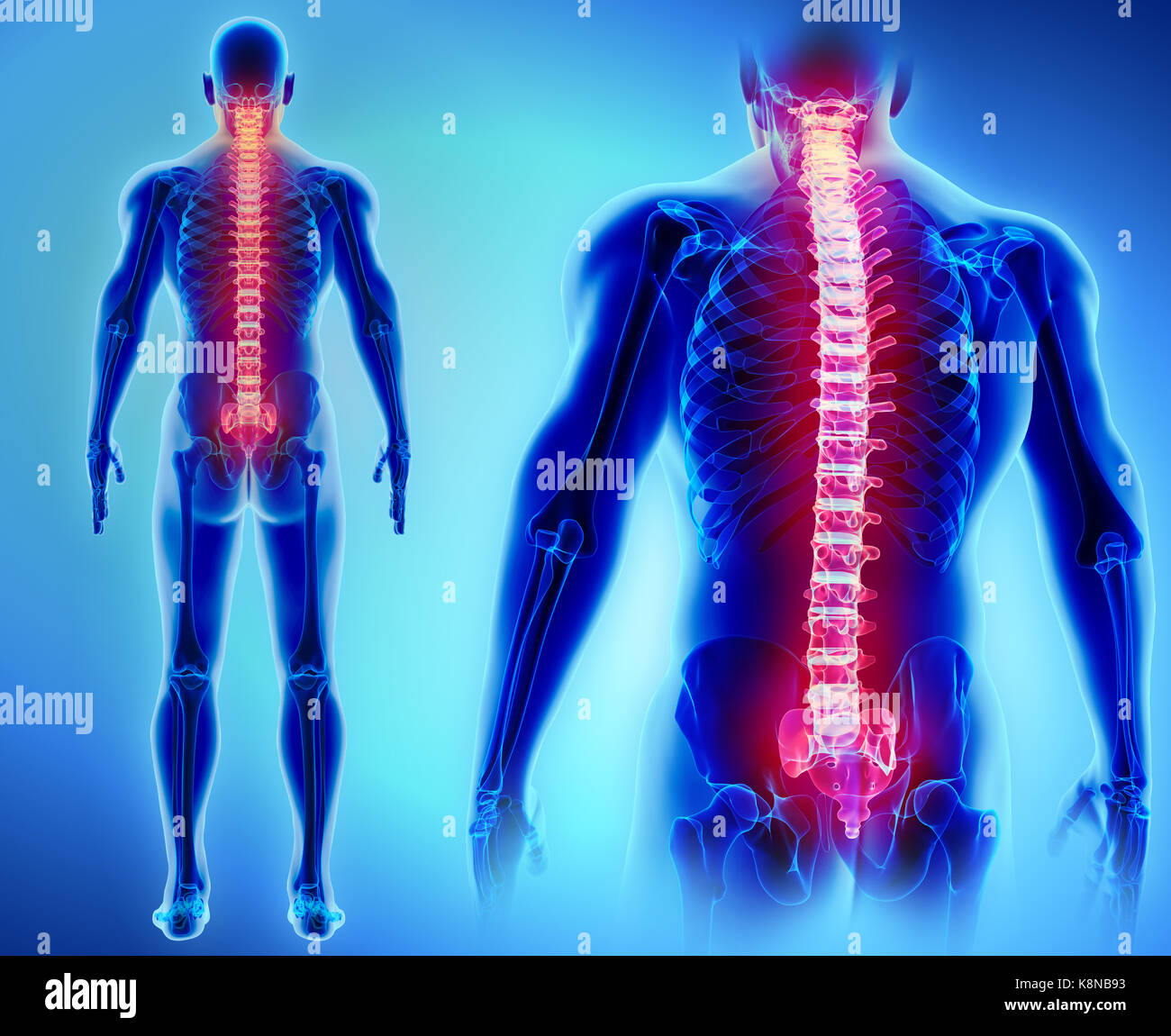 3D illustration of Spine - Part of Human Skeleton Stock Photo - Alamy