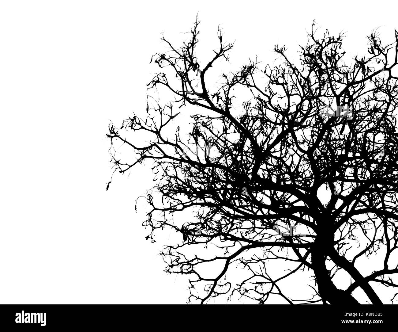 Dead tree silhouette isolated High Resolution Stock Photography and ...