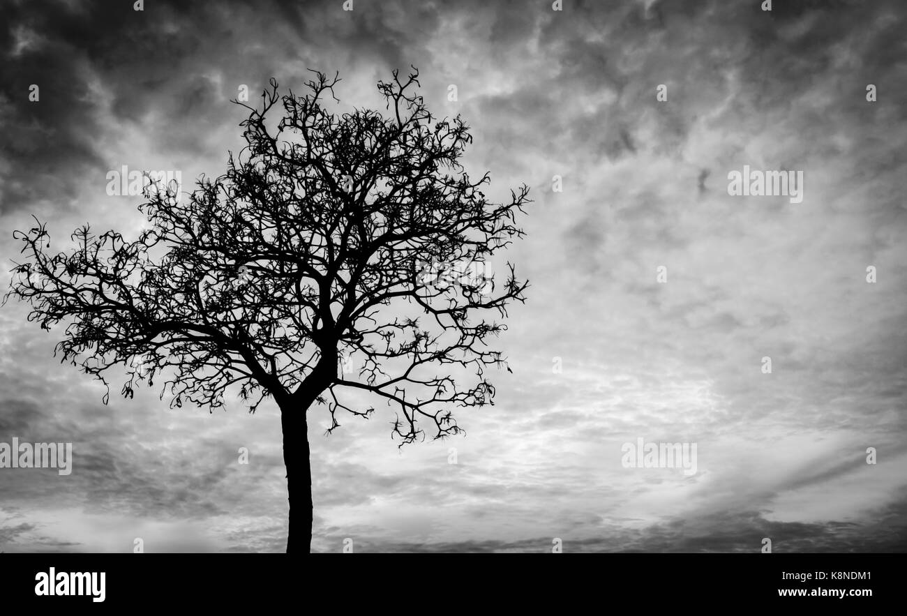 Silhouette dead tree on dark sky background for scary or death Stock ...