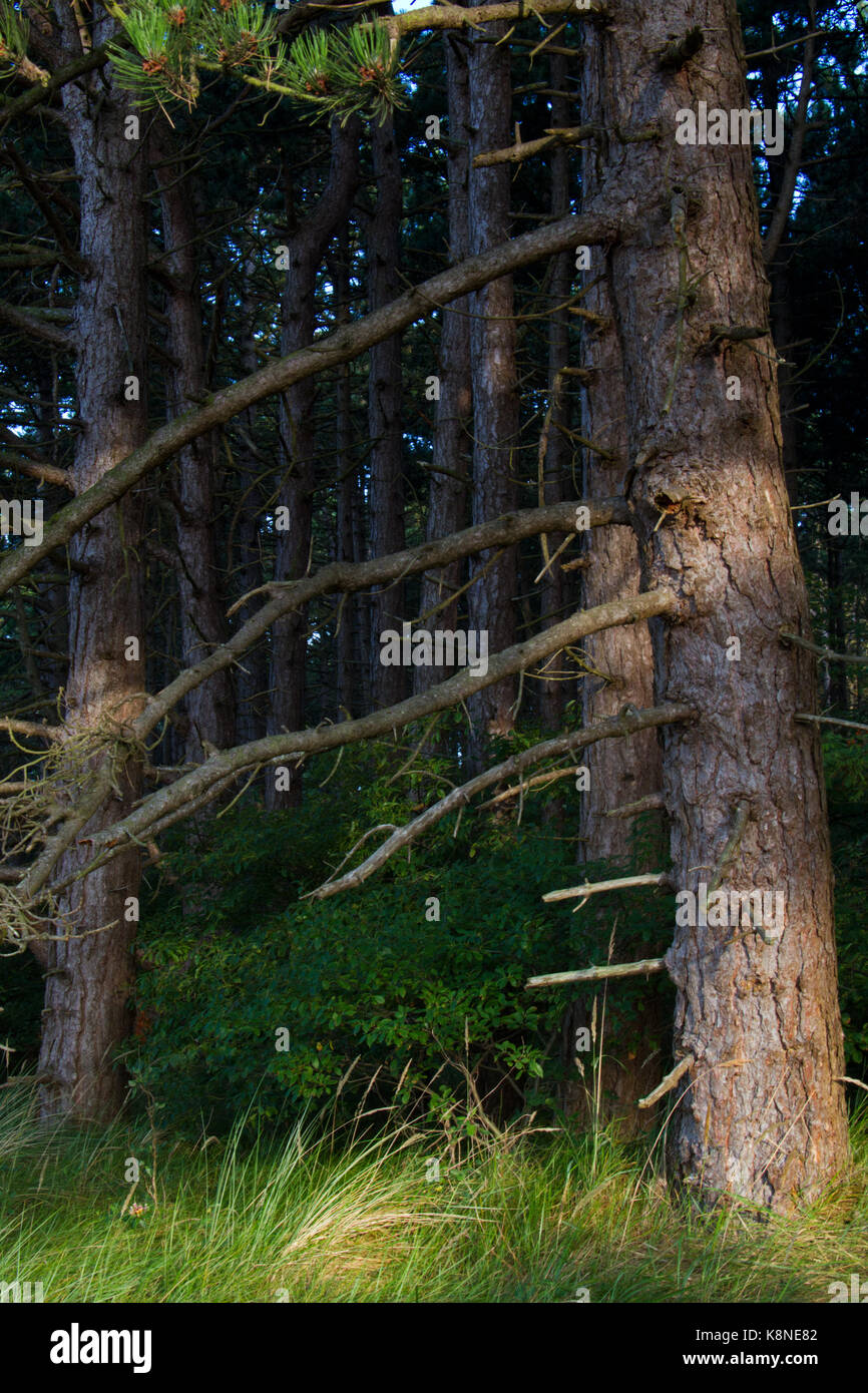 View into a pine forest with old trees Stock Photo - Alamy