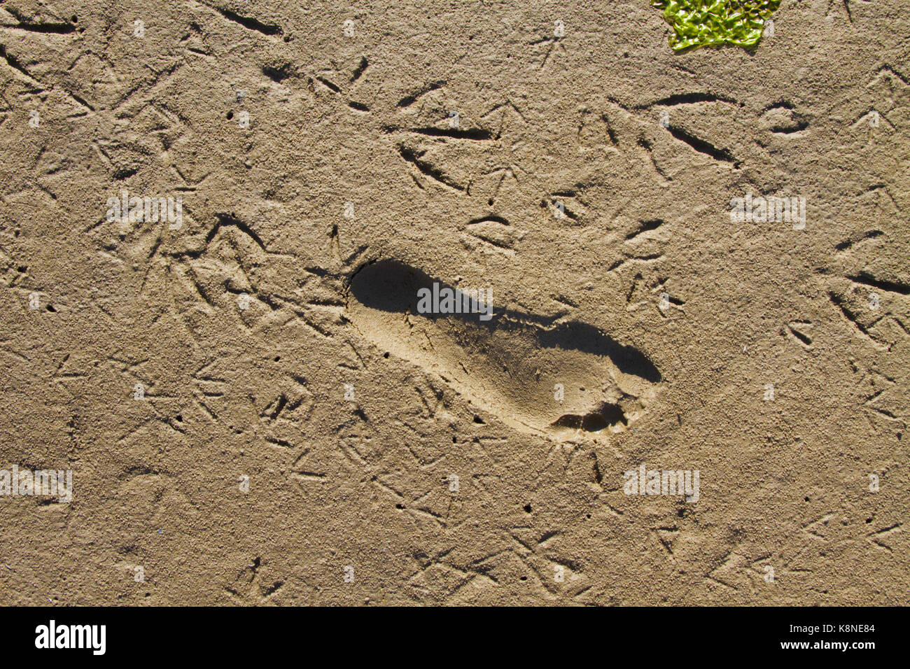 Footprint In Mud