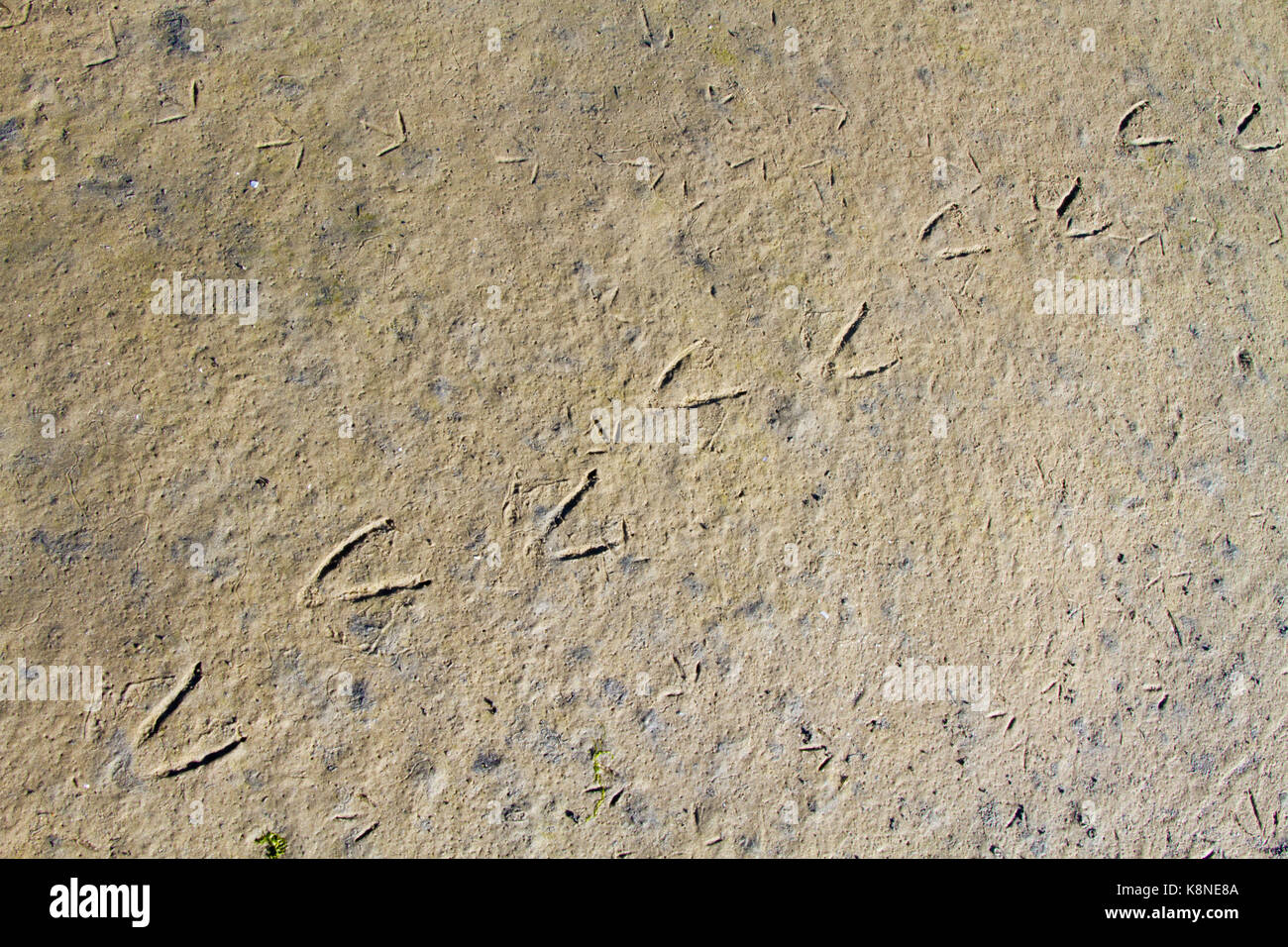 Footprints of a bird in the mud of a mudflat Stock Photo - Alamy