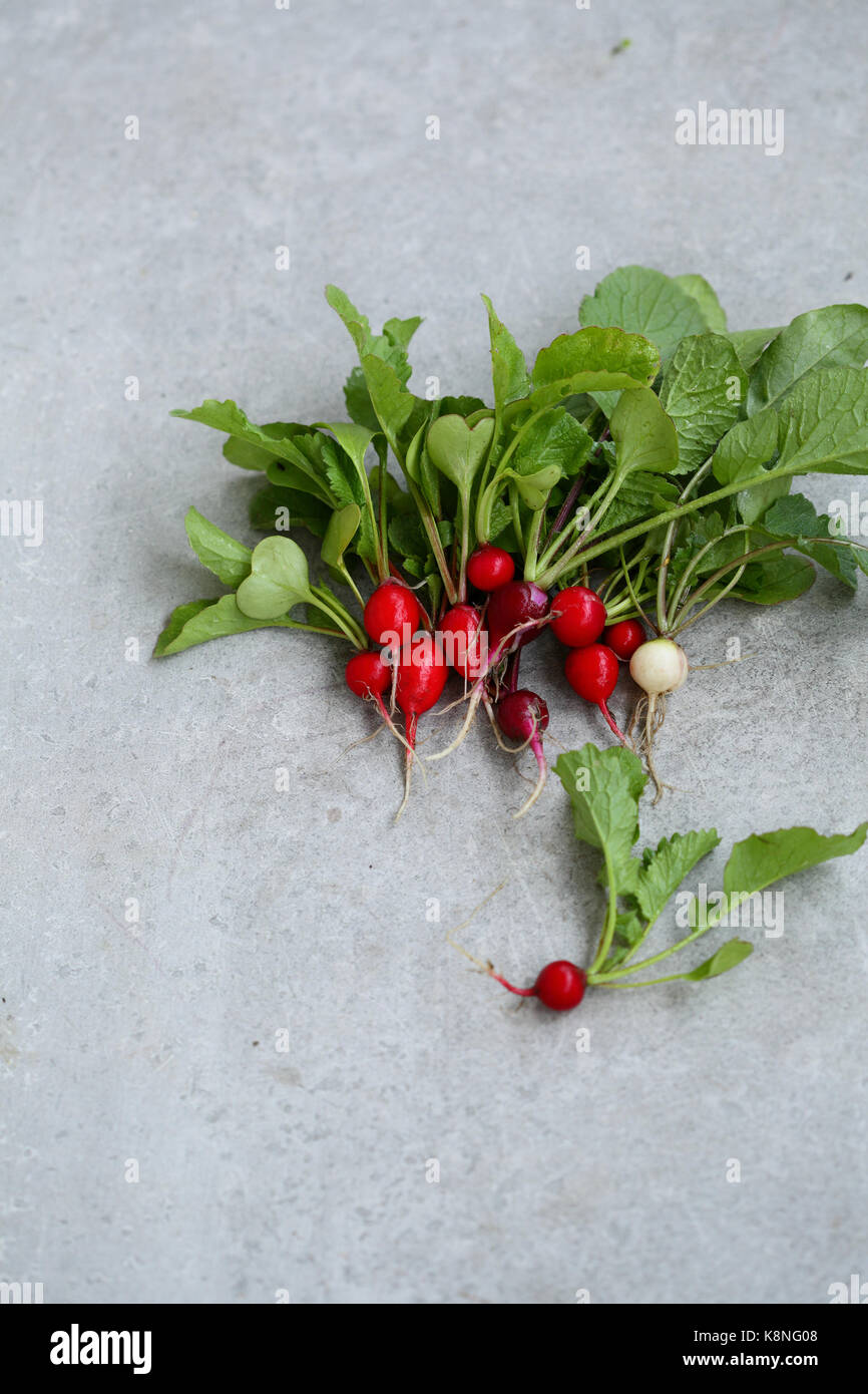 Local radishes on concrete, food top view Stock Photo - Alamy