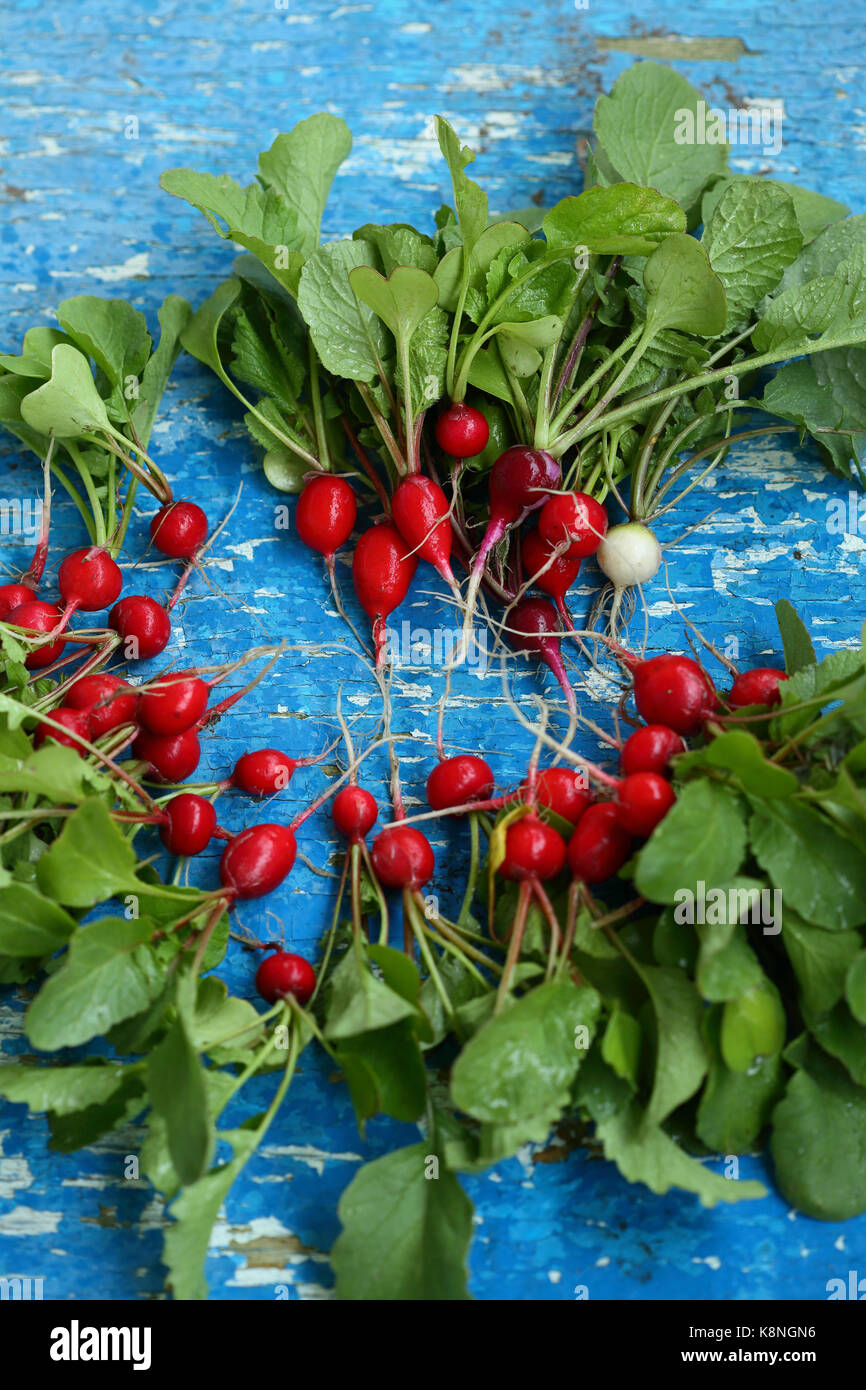 Red Organic radishes on blue wood, food top view Stock Photo - Alamy