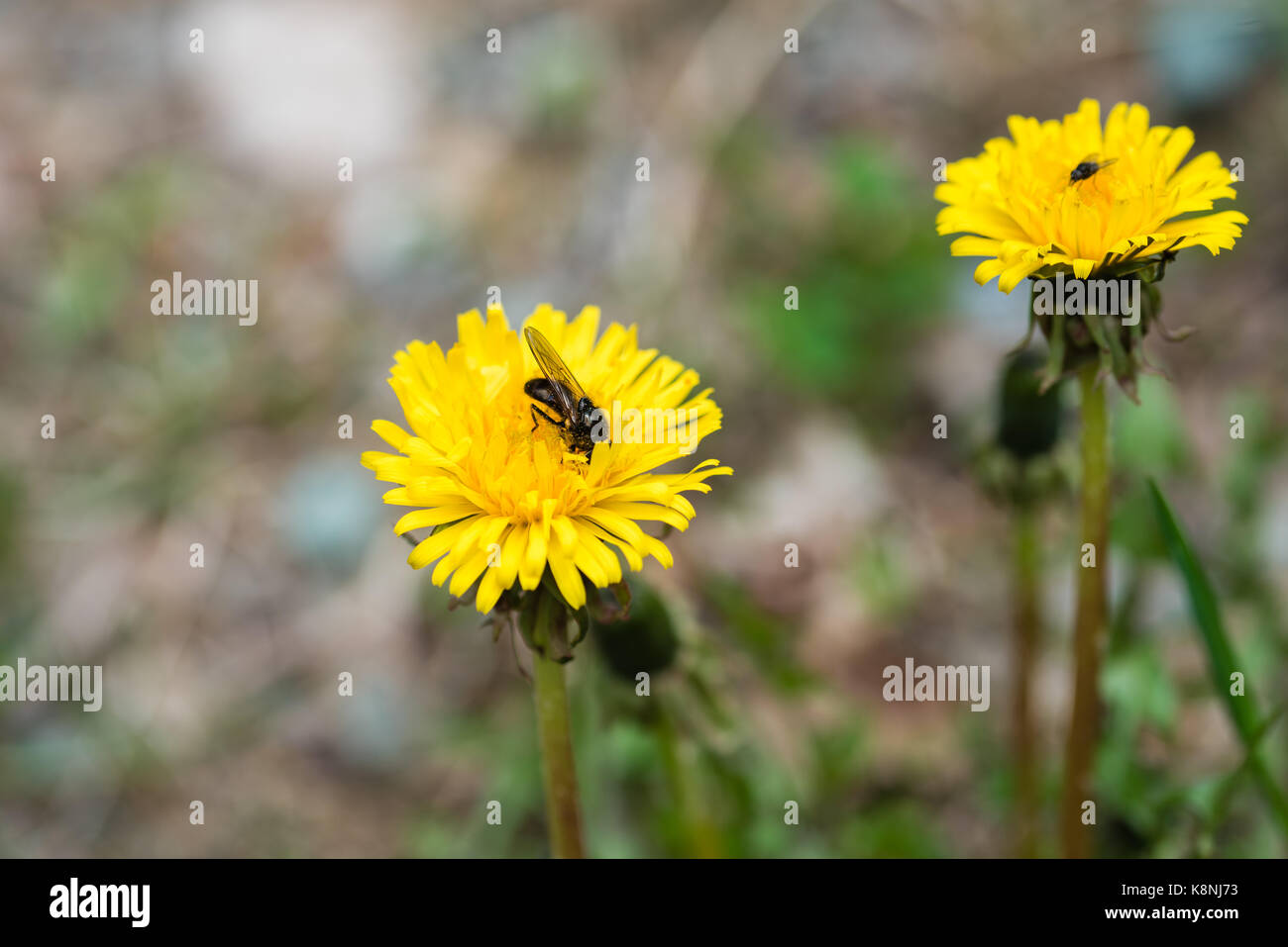 Small undergrowth flowers Stock Photo - Alamy