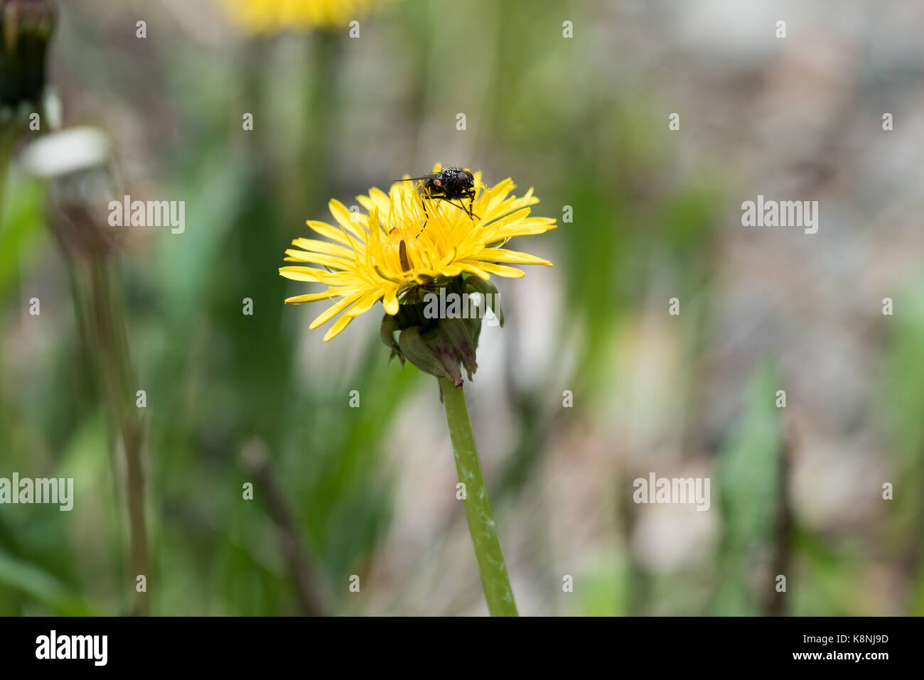 Small undergrowth flowers Stock Photo - Alamy